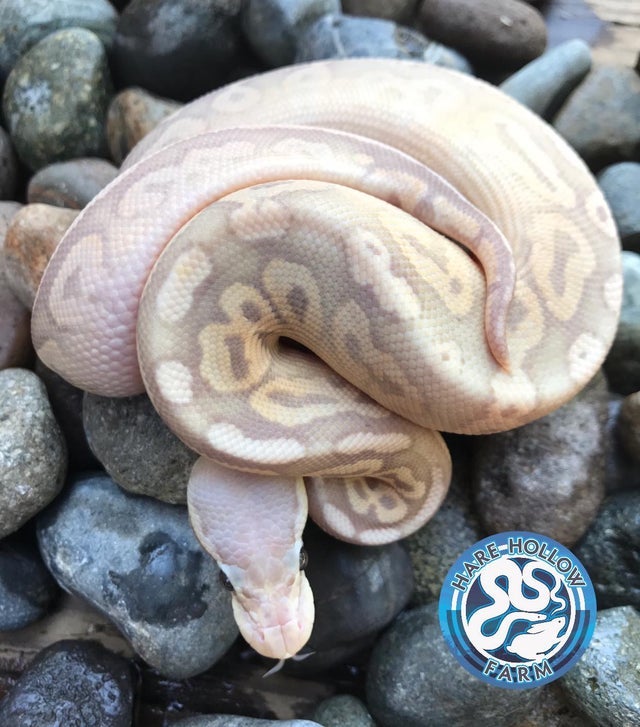 Baby ball pythons for sale in washington | Hare Hollow Farm